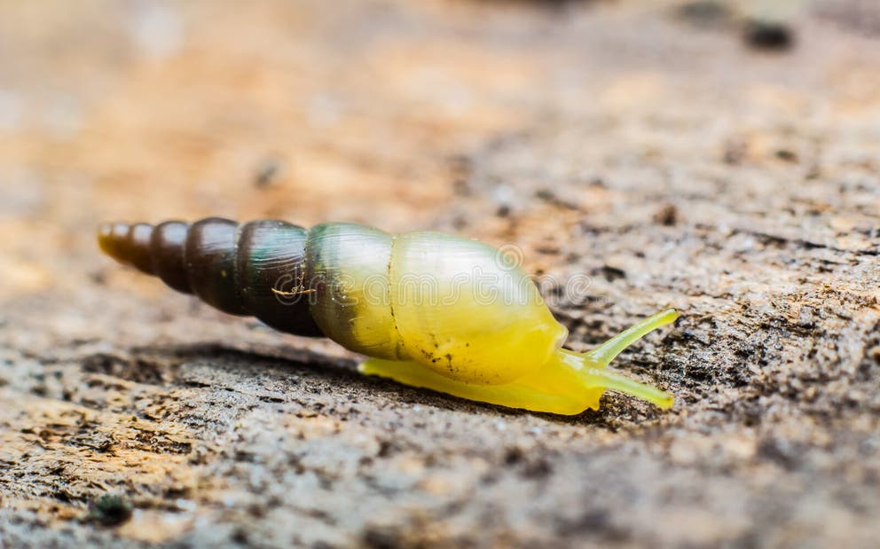 Snails stock image. Image of animal, nice, slow, helicidae - 59612945