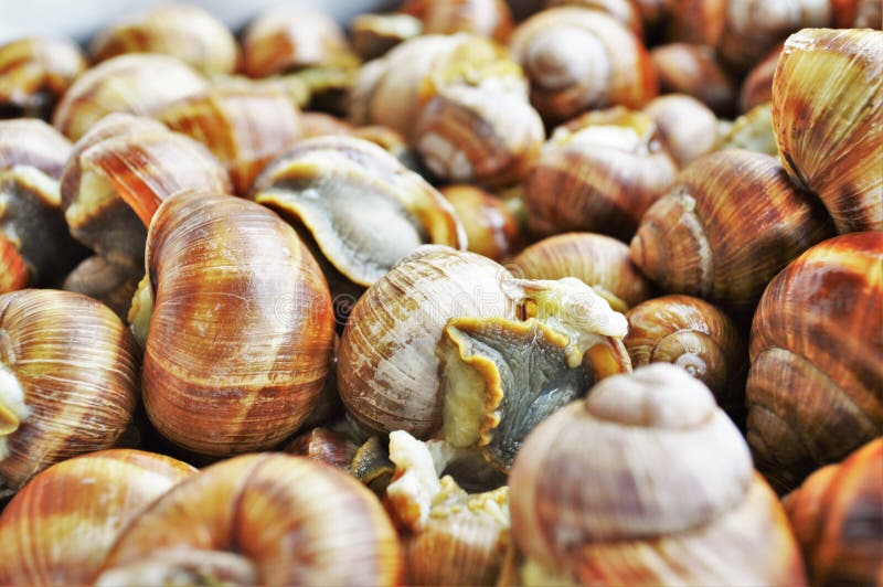 Snails stock image. Image of botany, exotic, bunch, gastropod - 71419201