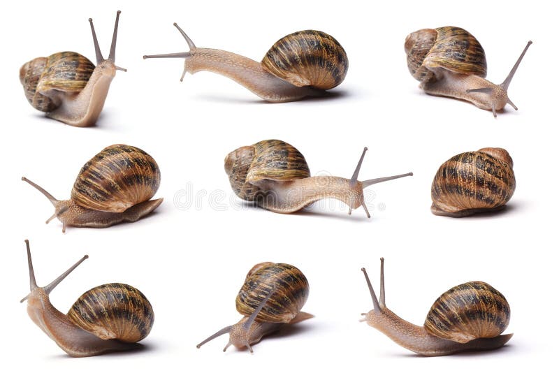 Snails Collage Stock Photos - Free & Royalty-Free Stock Photos from ...
