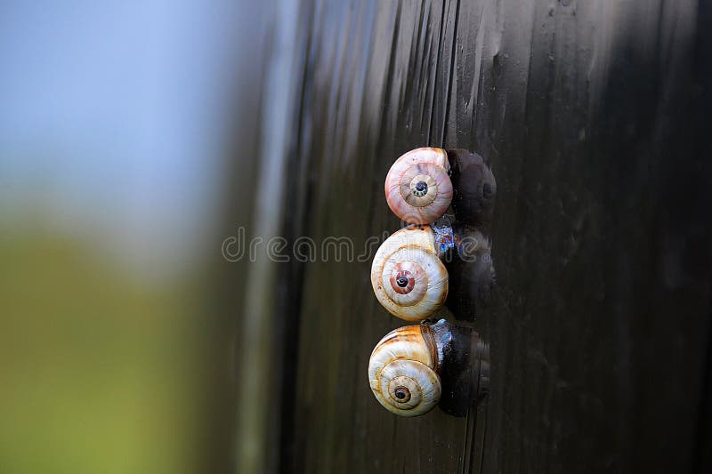Snails stock image. Image of footn, shells, terrestrial - 95157873