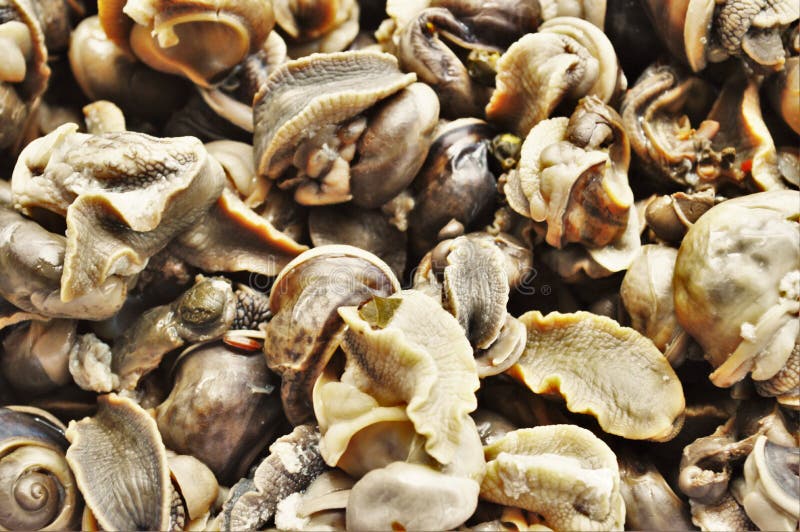 Snails stock image. Image of ecology, delicacy, animals - 71420169