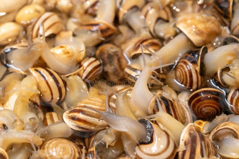 Snails in the Cooking Process Escaping from the Pan Stock Image - Image ...