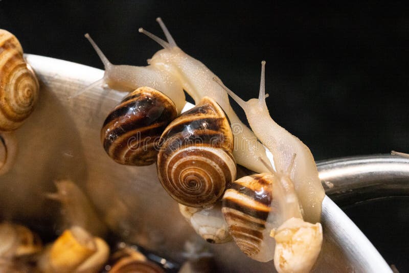 Snails in the Cooking Process Escaping from the Pan Stock Photo - Image ...