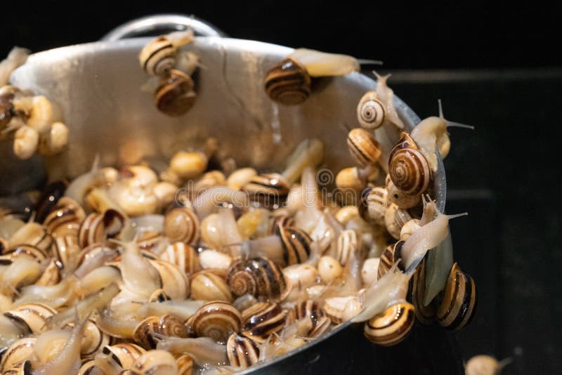 Snails in the Cooking Process Escaping from the Pan Stock Image - Image ...