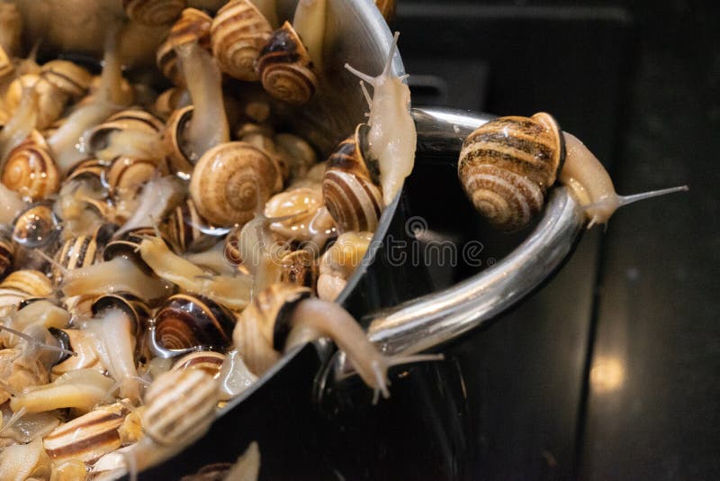 Snails in the Cooking Process Escaping from the Pan Stock Image - Image ...