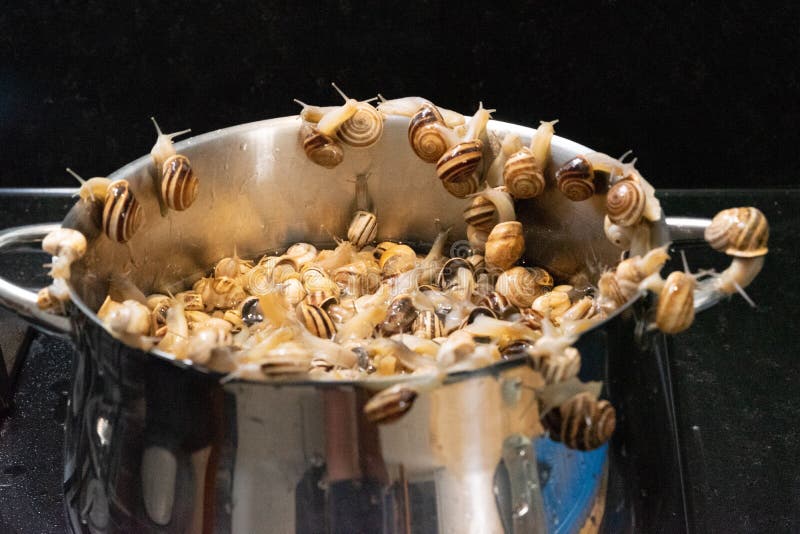 2,945 Cooking Snails Stock Photos - Free & Royalty-Free Stock Photos ...