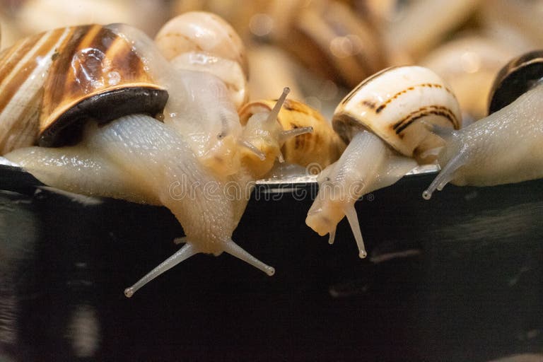 Snails in the Cooking Process Escaping from the Pan Stock Photo - Image ...