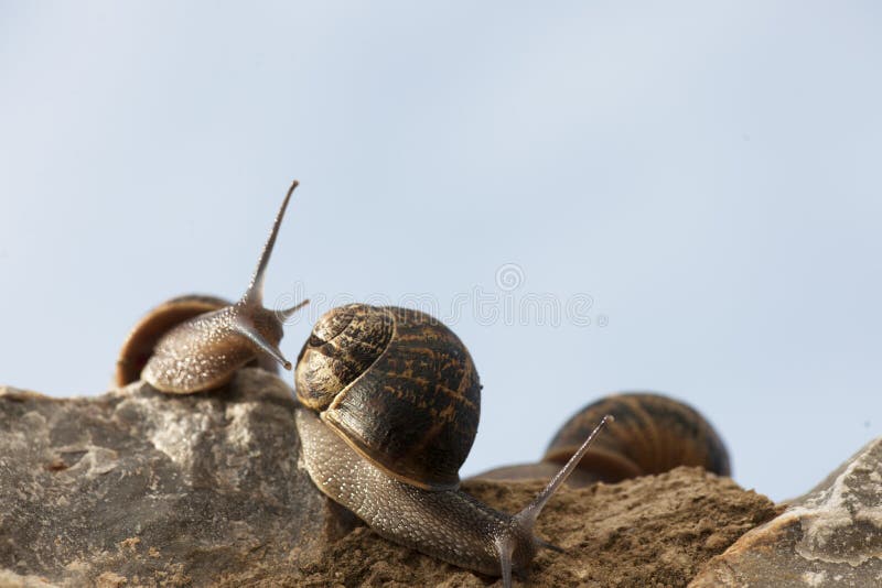 Snail with the Heavy Shell on the Back Stock Photo - Image of shell ...