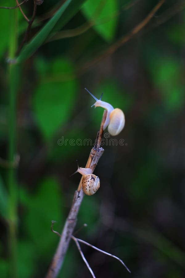 Snails Crawl on a Branch in the Forest Stock Photo - Image of grass ...