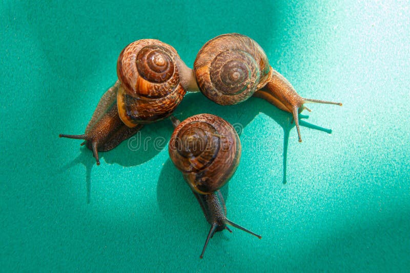 Snails Crawl on a Green Wet Surface Stock Photo - Image of brown, alone ...