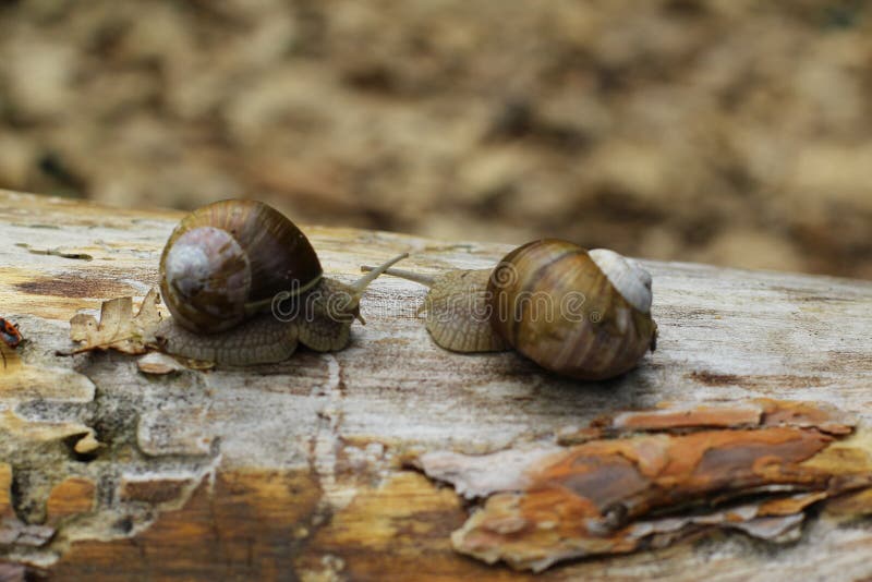 Fighting on Rapiers, Who Whom, Snails, Snails on a Tree Stock Photo ...
