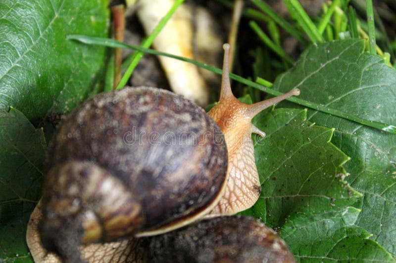 Snails Crawling in Green Grass Outdoors Stock Image - Image of green ...