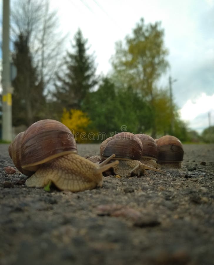 Snails Crawling on the Road Stock Image - Image of crawling, wildlife ...