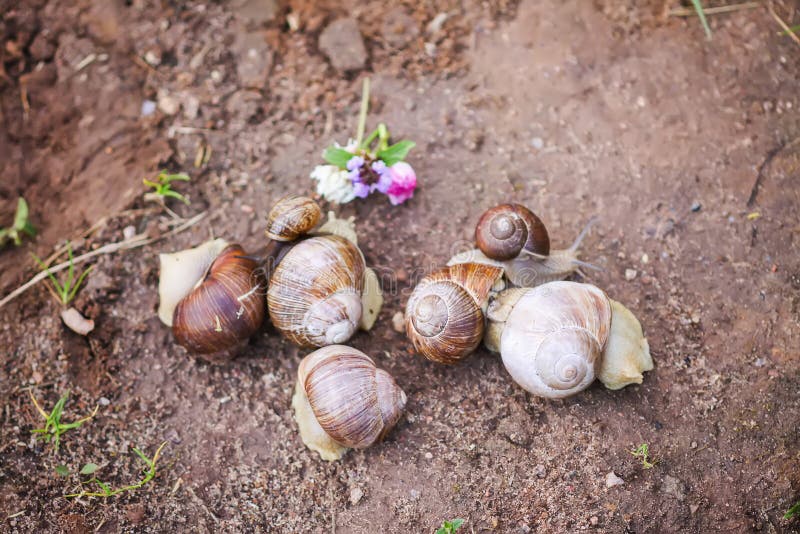 Snails Crawling in Summer Day in Garden Stock Image - Image of ...