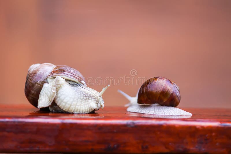 Snails Crawling in Summer Day in Garden Stock Photo - Image of garden ...