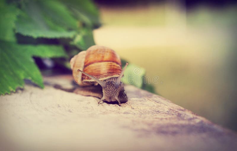 Snails crawling stock photo. Image of slippery, close - 56737218