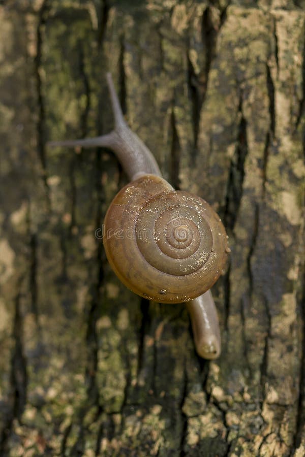 Snails Crawling on the Tree Stock Image - Image of leaf, grass: 134932367