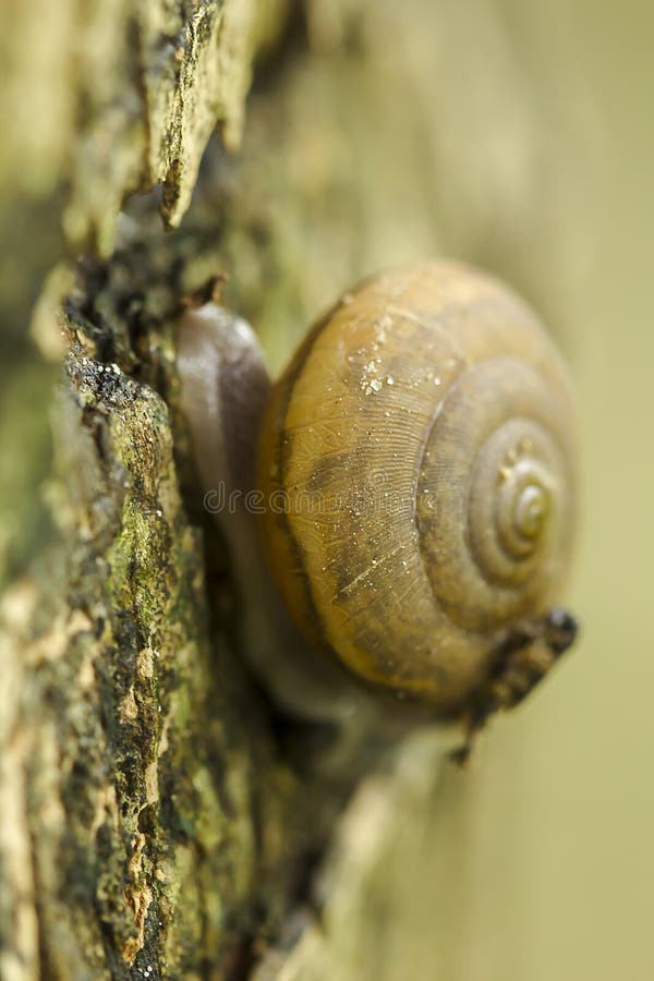 Snails Crawling on the Tree Stock Photo - Image of escargot, edible ...