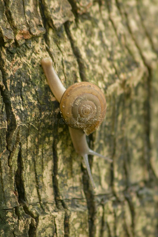 588 Crawling Trees Photos - Free & Royalty-Free Stock Photos from ...