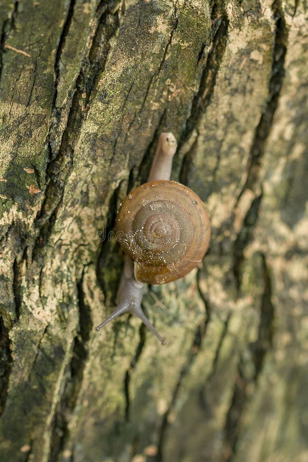 Snails Crawling on the Tree Stock Photo - Image of bark, house: 134932292