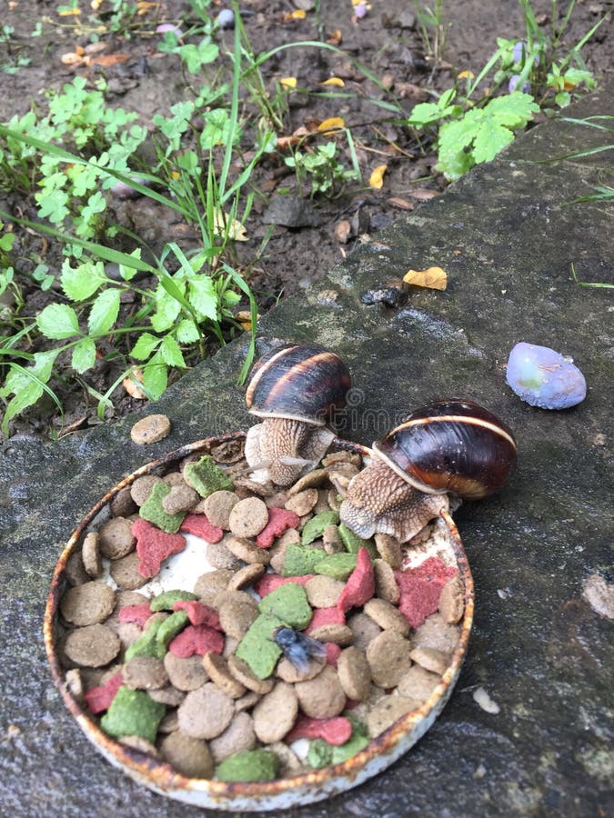 Snails dinner out stock photo. Image of snails, kitten - 114064288