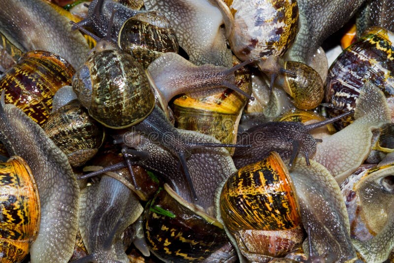 Snails stock photo. Image of dozens, slimy, lots, snails - 40809170
