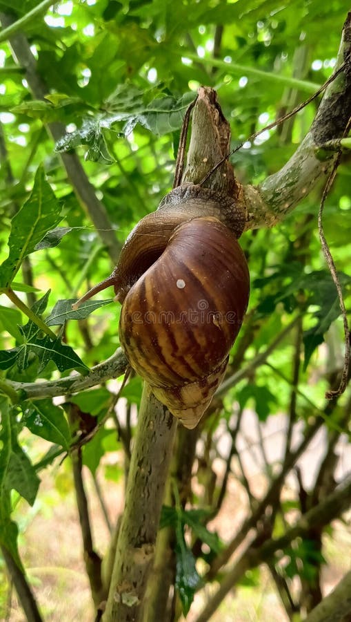 Snails Eating Papaya Leaves Stock Image - Image of animal, produce ...