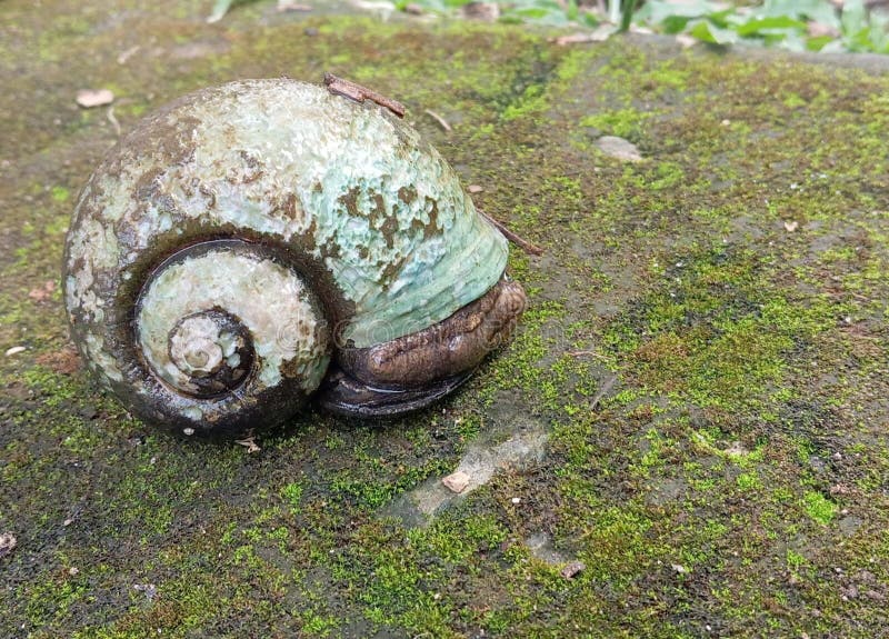 Snails on the Edge of the Lake Stock Photo - Image of snail, animals ...
