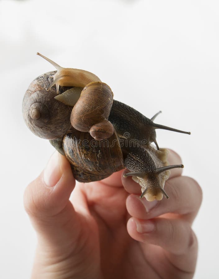 Snails family in one hand stock image. Image of moving - 82368659
