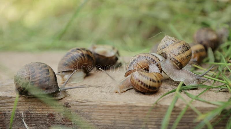 Snails on the Farm. There are Many Snails on the Farm Stock Video ...