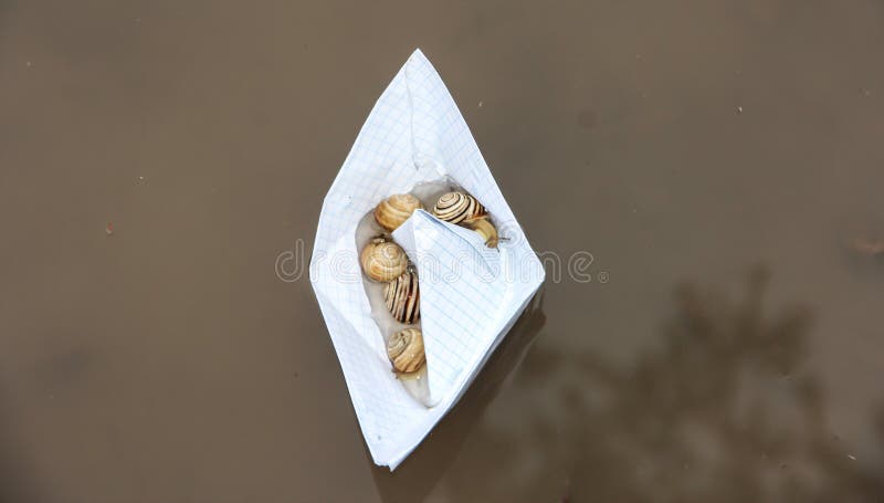 Snails are Floating in a Paper Boat. a Boat in a Puddle Stock Photo ...