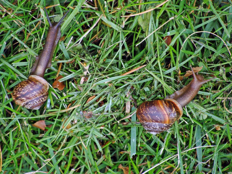 Snails on grass stock photo. Image of animal, small - 167968042
