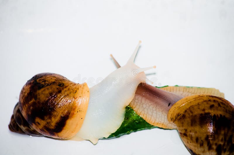 Snails with green cucumber stock image. Image of green - 96887919