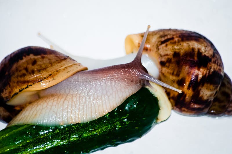Snails with green cucumber stock image. Image of muzzle - 96887961