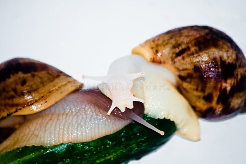 Snails with green cucumber stock photo. Image of rain - 96888094
