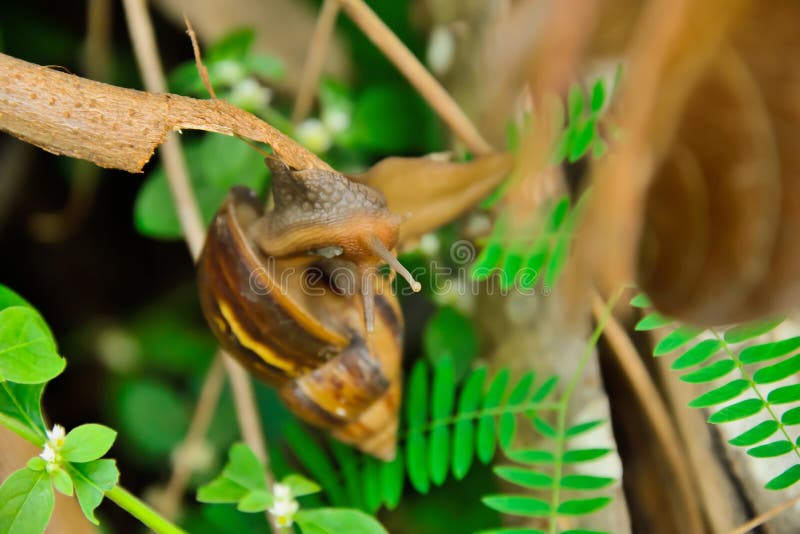 Snail stock image. Image of life, helix, fresh, natural - 103979695