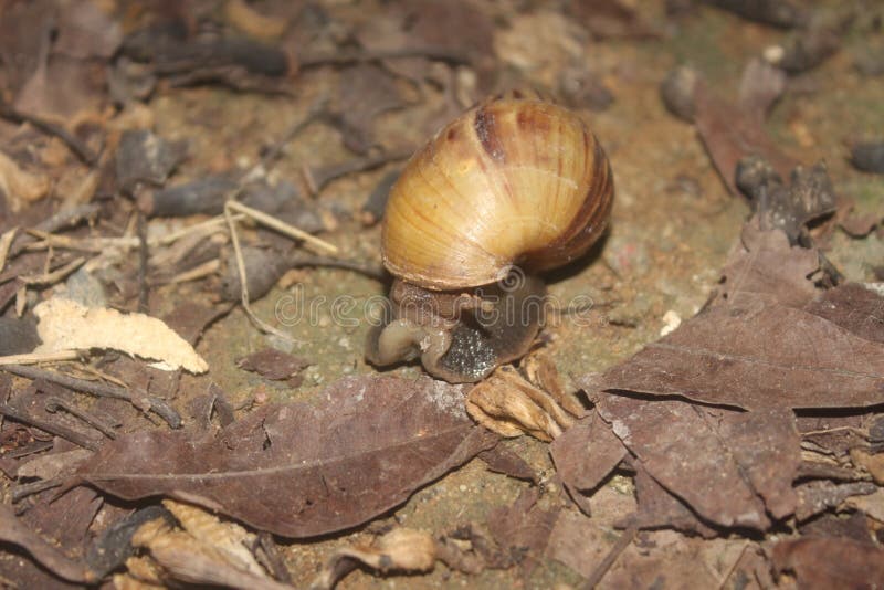 Snails Have Hard Shells and Move Very Slowly Stock Image - Image of ...