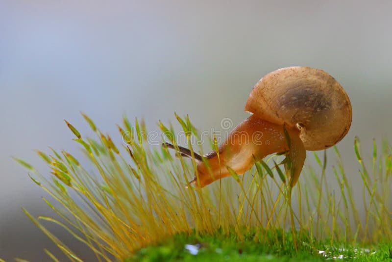 Snails Hide stock image. Image of climb, animal, snails - 117012185