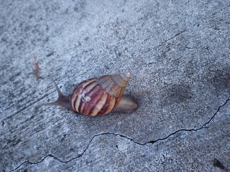 Snails on the highway stock photo. Image of winter, shell - 304432590