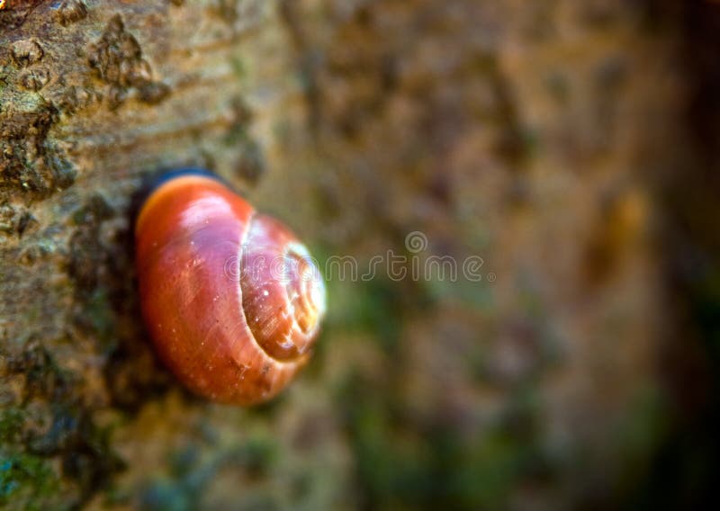 Snails Home stock photo. Image of life, closeup, mollusca - 9287444