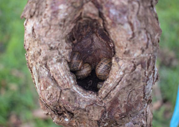 Snails inside a tree stock photo. Image of climb, plant - 299175364