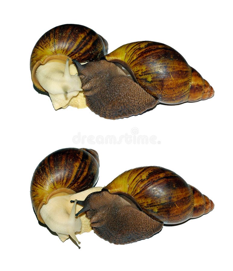 Snails isolated on white. stock image. Image of isolated - 106379741