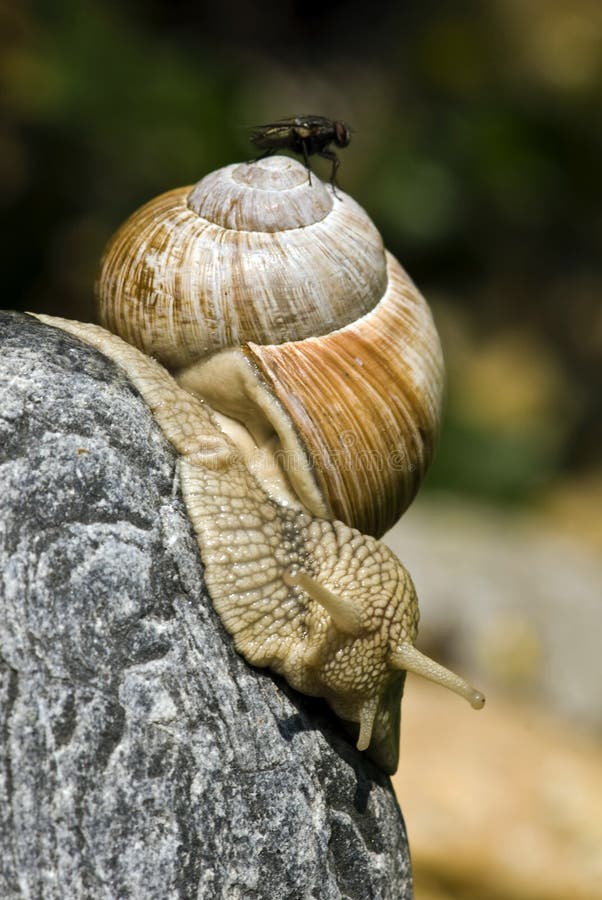 Snails, and its cargo stock image. Image of macro, brown - 14256191