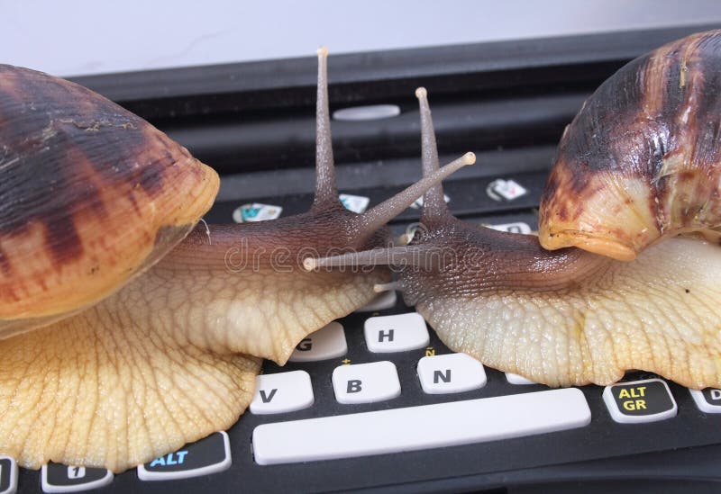 Snails and keyboard stock image. Image of letter, detail - 3317507
