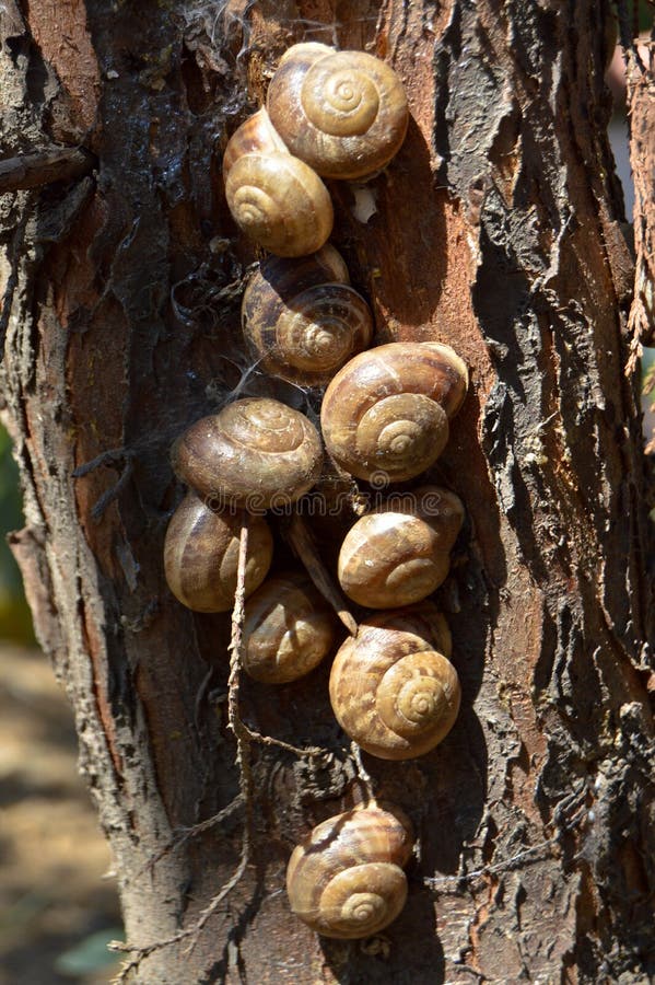 Snails Lazy in a Tree Trunk Stock Image - Image of mollusk, exotic ...