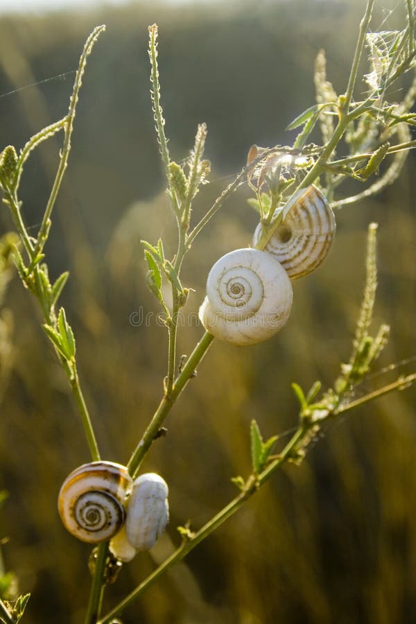2_snails stock image. Image of plant, snail, snails, point - 172833