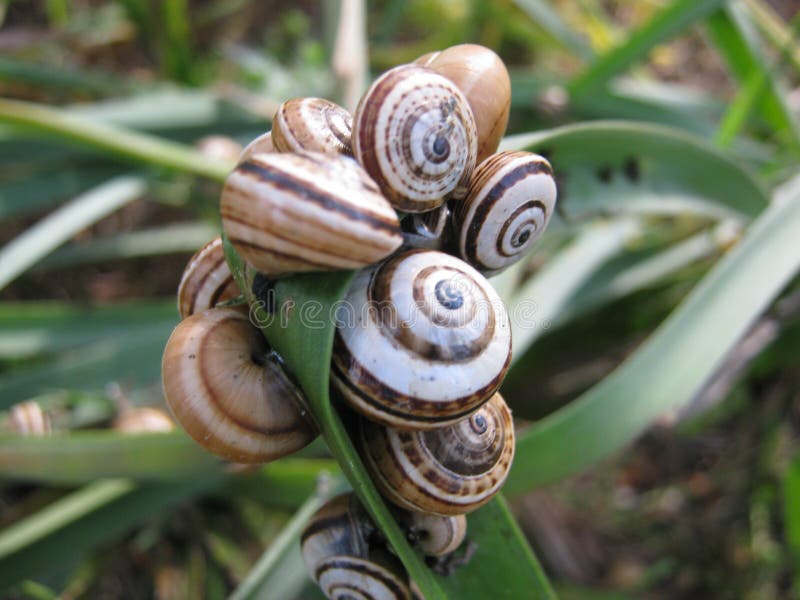 Snails on a Leaf stock photo. Image of blossom, beautiful - 64339788