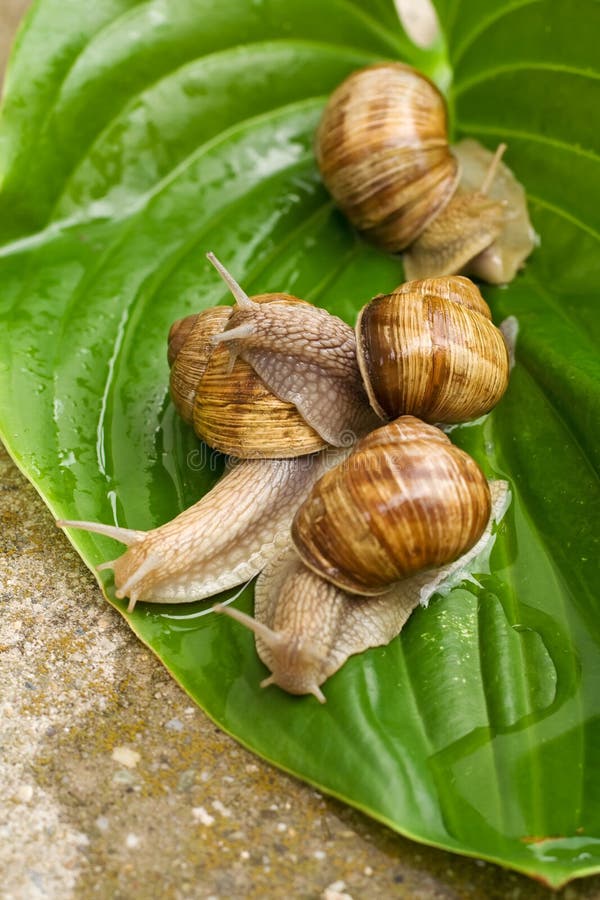 Snails on leaf stock image. Image of slug, green, body - 6675255