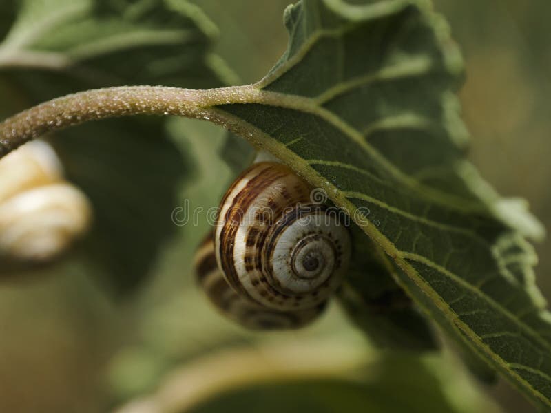 Snails on a leaf stock image. Image of snails, snail - 42760949