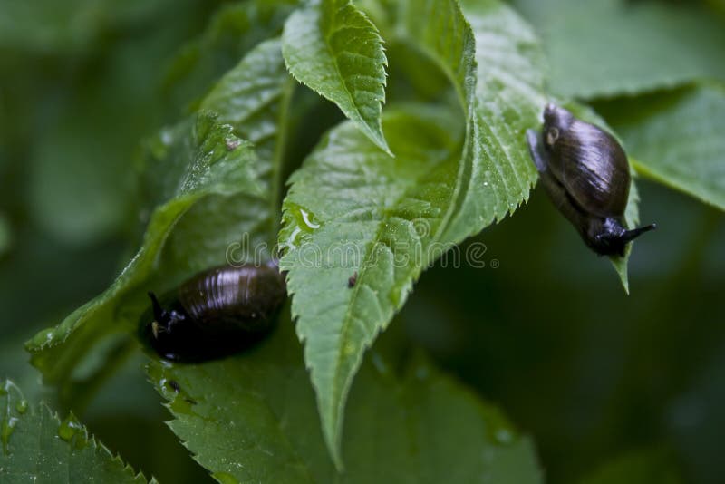 Snails on leaves stock image. Image of water, rain, snail - 14616377